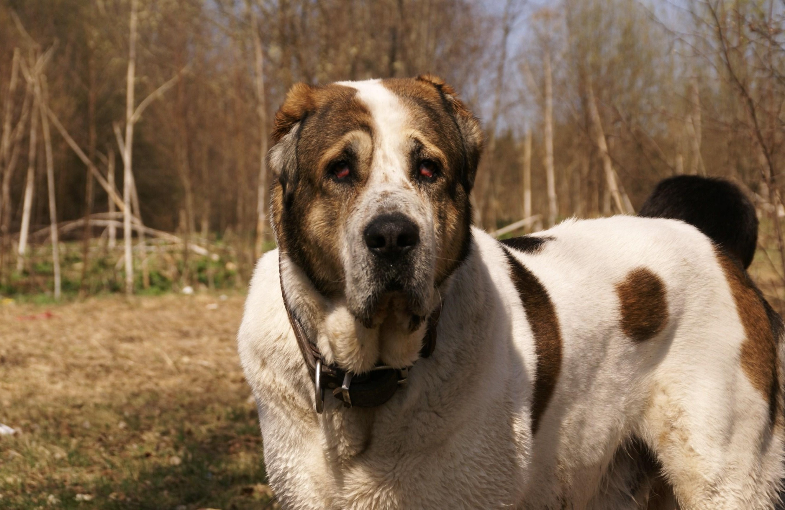 Alabai Dog Price In India - Best For Pets