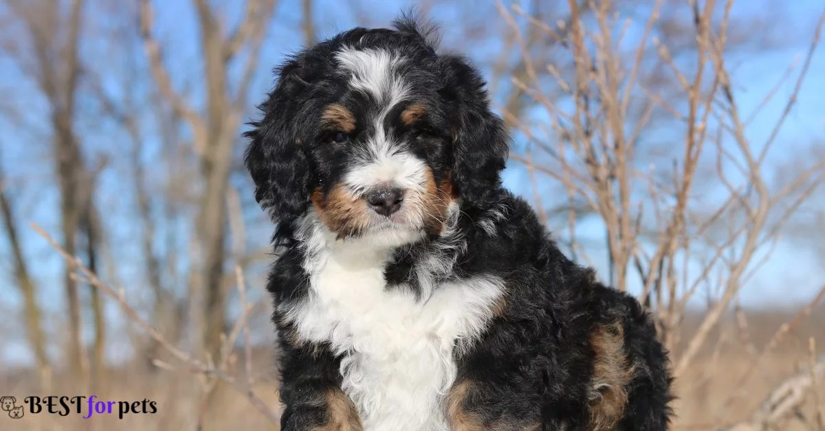 Bernedoodle Dog Price in India | Bernedoodle Dog Breed - Best For Pets
