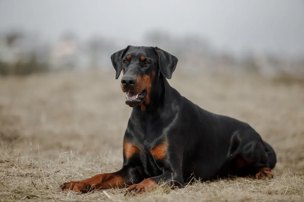 Doberman Price In India (Jan 2024) - Best For Pets