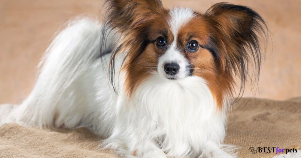 Papillon Dog Price In India (April 2023) - Bestforpets