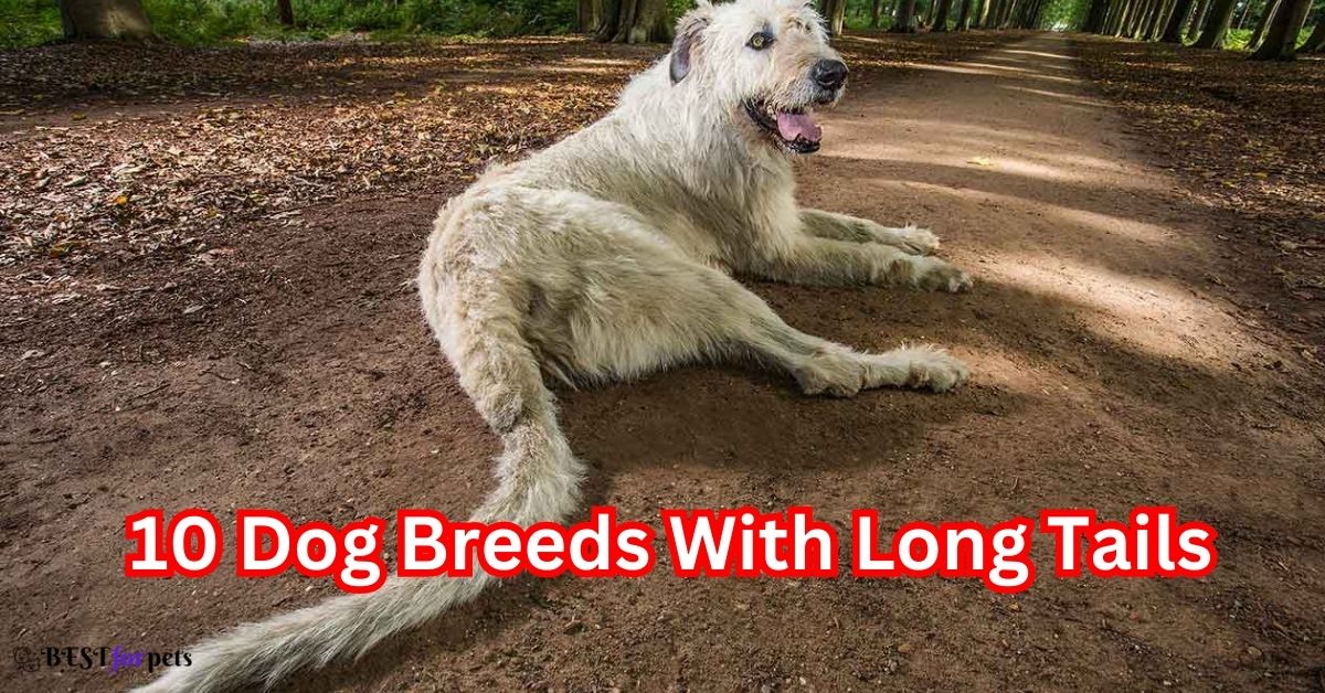 10 Dog Breeds With Long Tails - Best For Pets