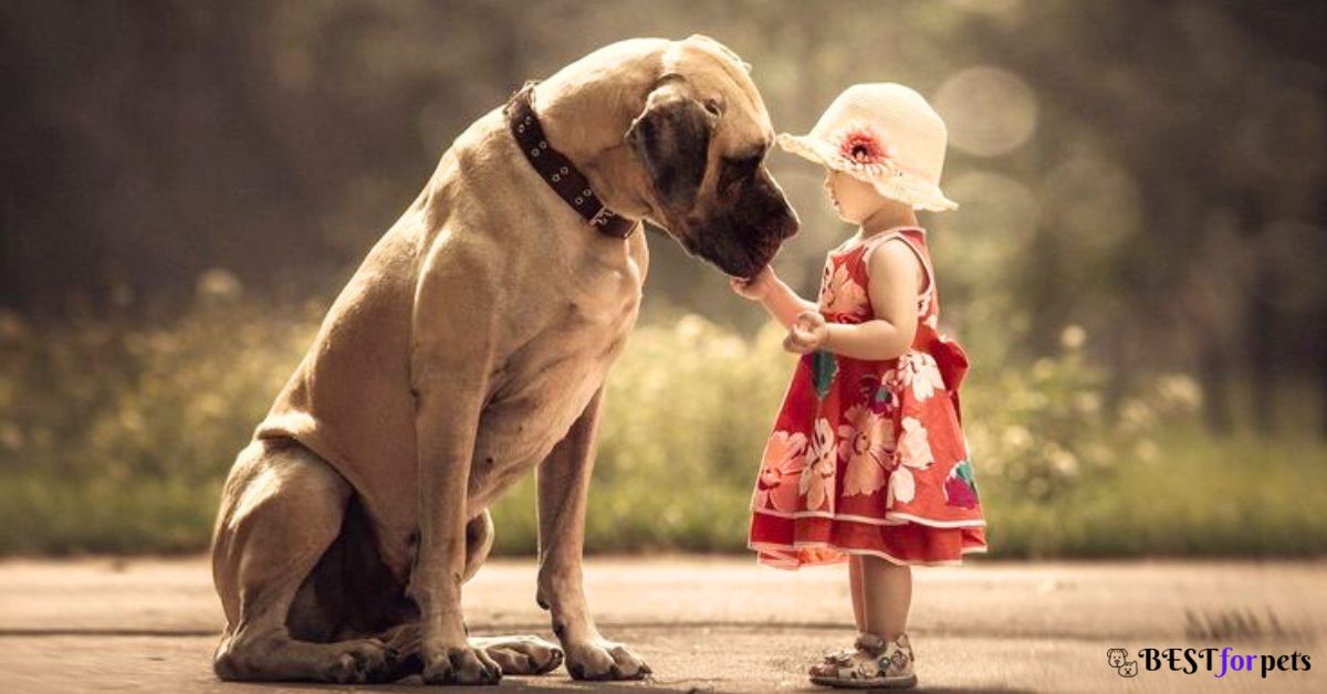 International Dog Day (26th March 2024): History, Significance And More ...